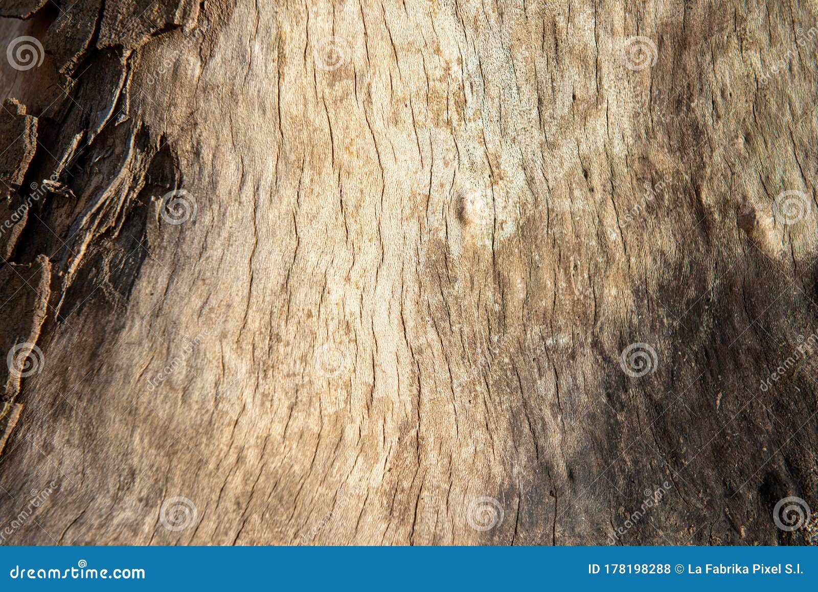 Peeled tree trunk stock photo. Image of trunk, peeled - 178198288