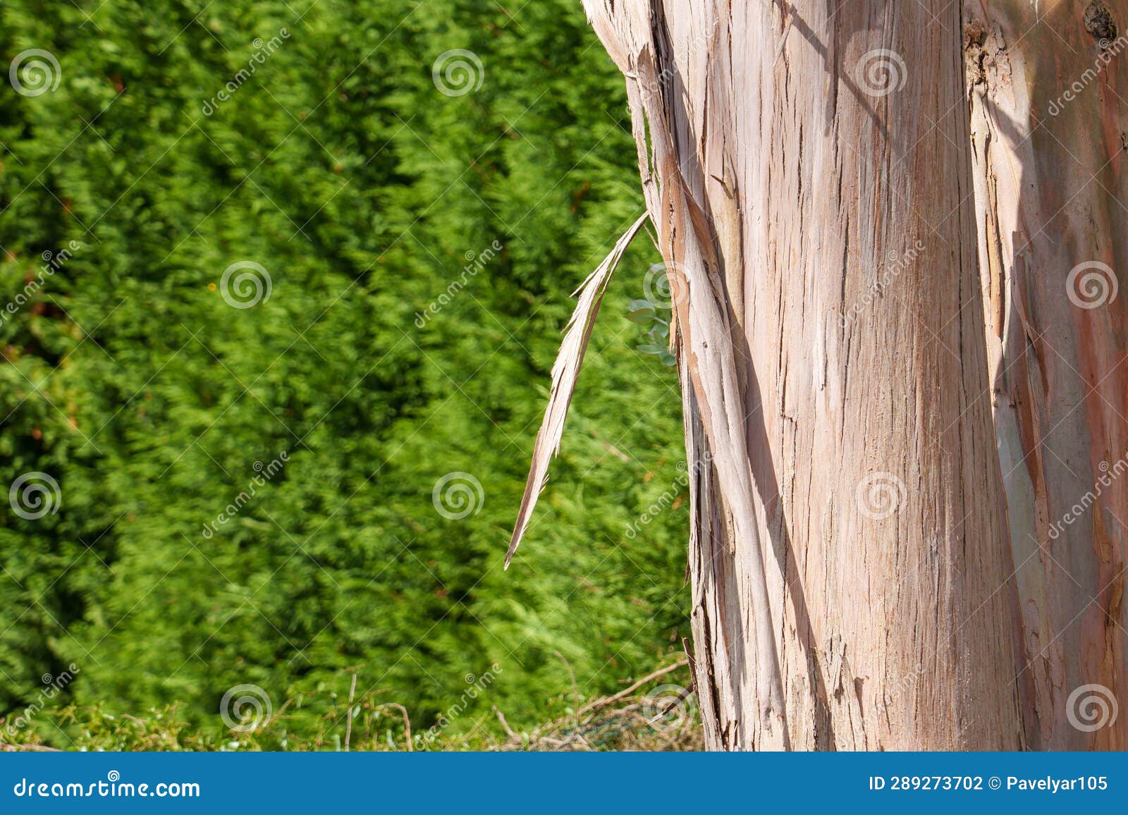 Peeled Peel of Eucalyptus Tree Bark in a Park with a Green Hedge. Aging ...