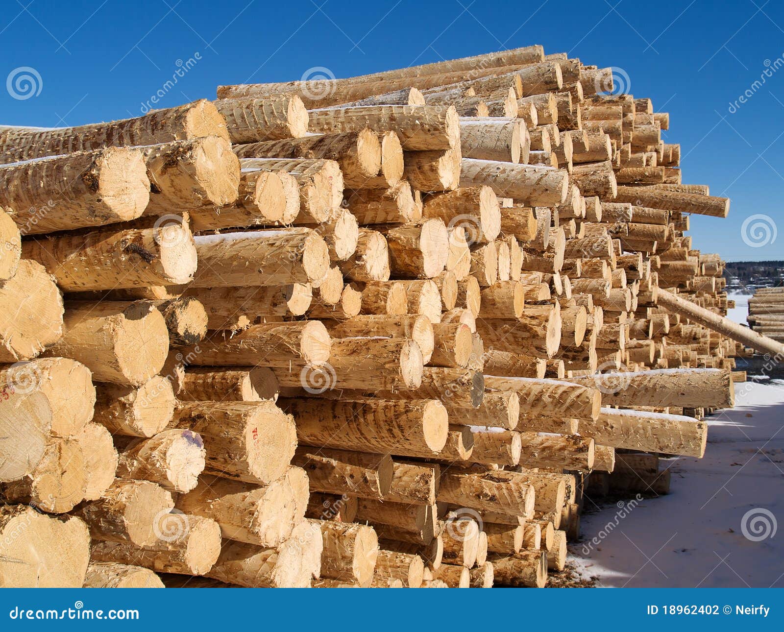 Peeled pine logs stock photo. Image of felled, sawn, hardwood - 18962402