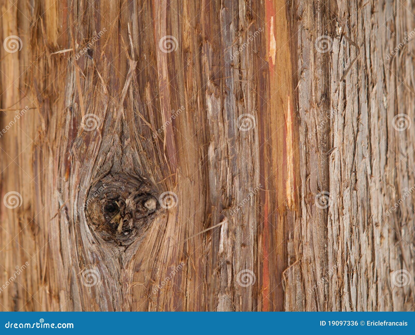 Peeled Red Cedar Bark Details Stock Photo - Image of peels, rough: 19097336