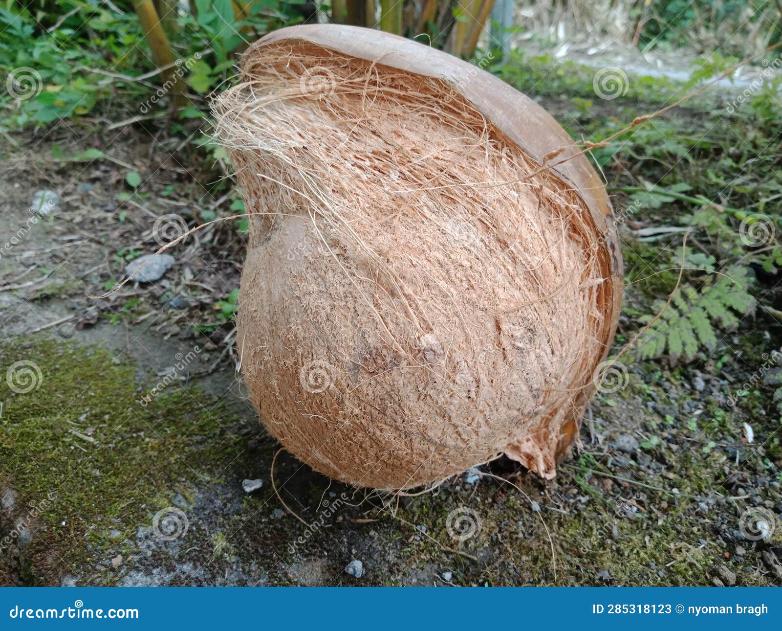 Peeled skin coconut stock image. Image of coconut, fruit - 285318123