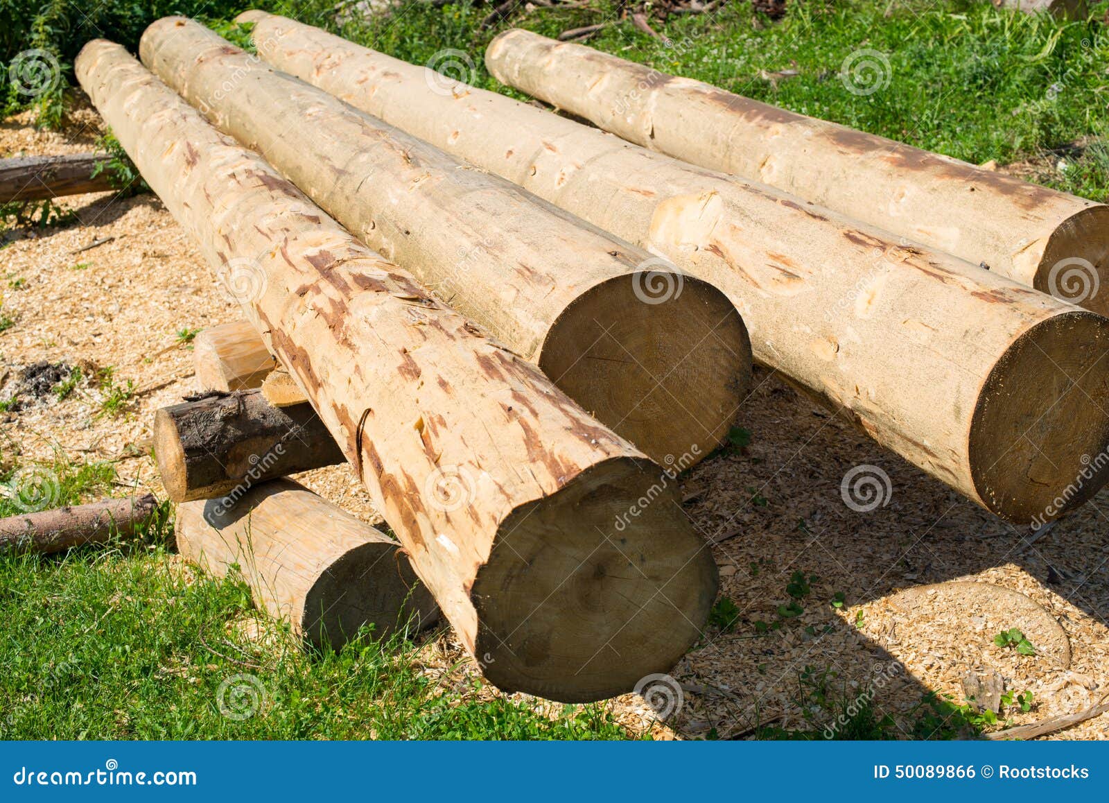 Peeled Thick Logs in the Log House Construction Yard Stock Photo ...