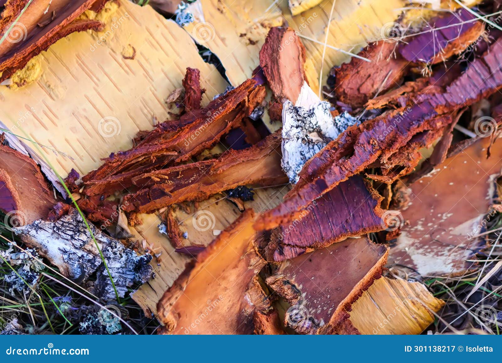 Peeled Tree Bark on the Ground on the Lumber Camp Stock Image - Image ...