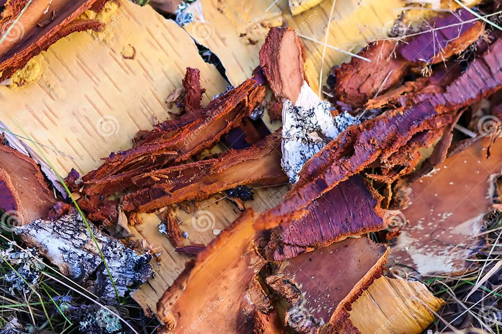 Peeled Tree Bark on the Ground on the Lumber Camp Stock Image - Image ...