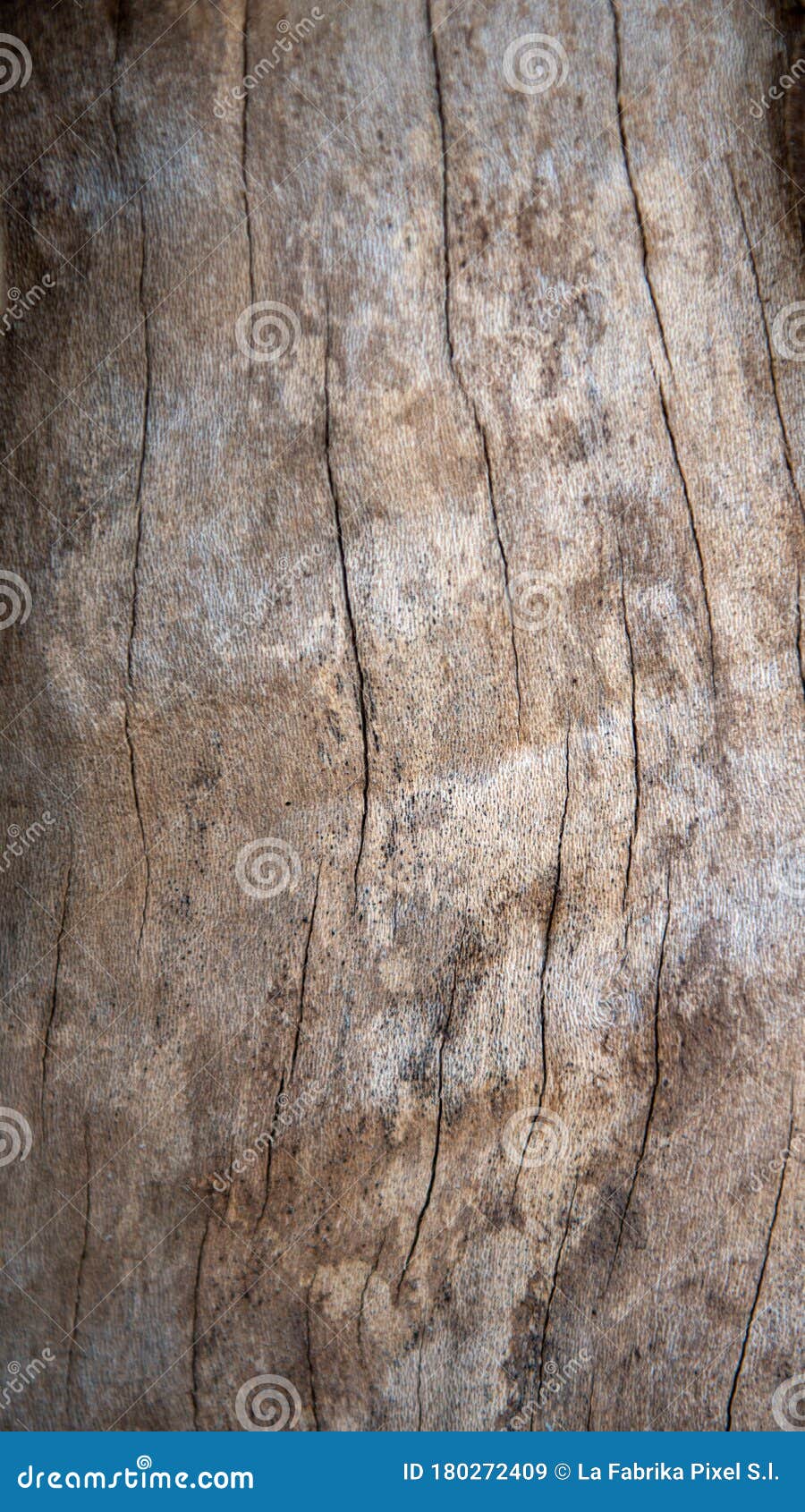 Peeled tree trunk stock image. Image of rough, crevice - 180272409