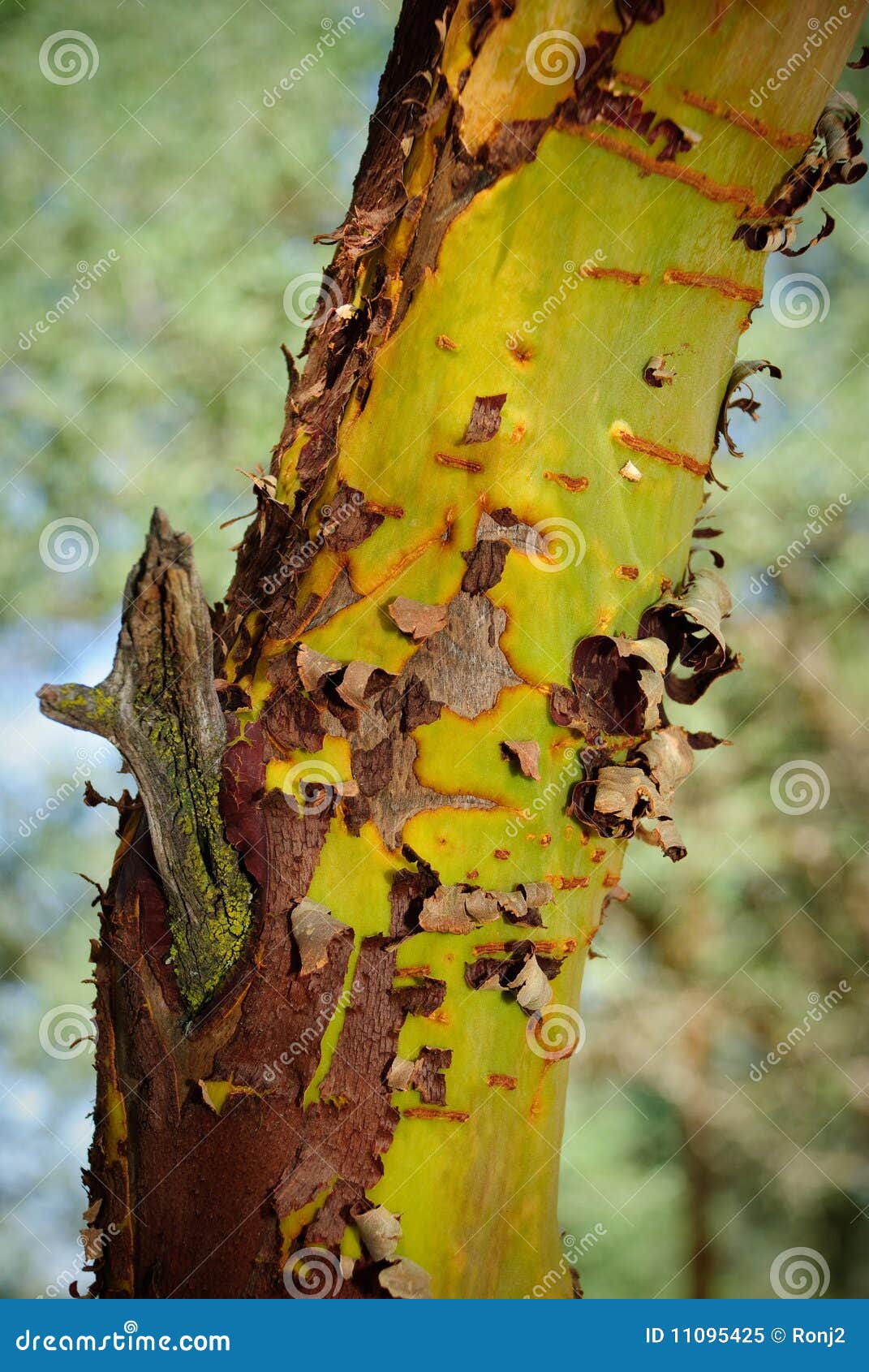 Peeling Bark Eucalyptus Tree. Stock Image - Image of colors, brown ...
