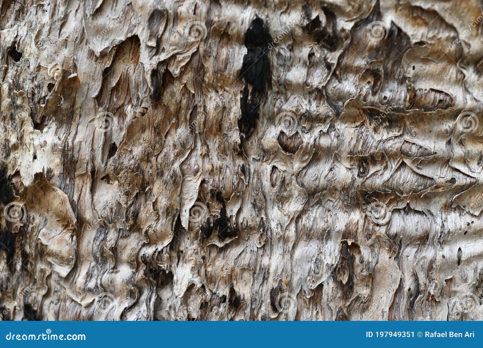 Peeling Bark On Eucalyptus Tree Trunk Royalty-Free Stock Photography ...