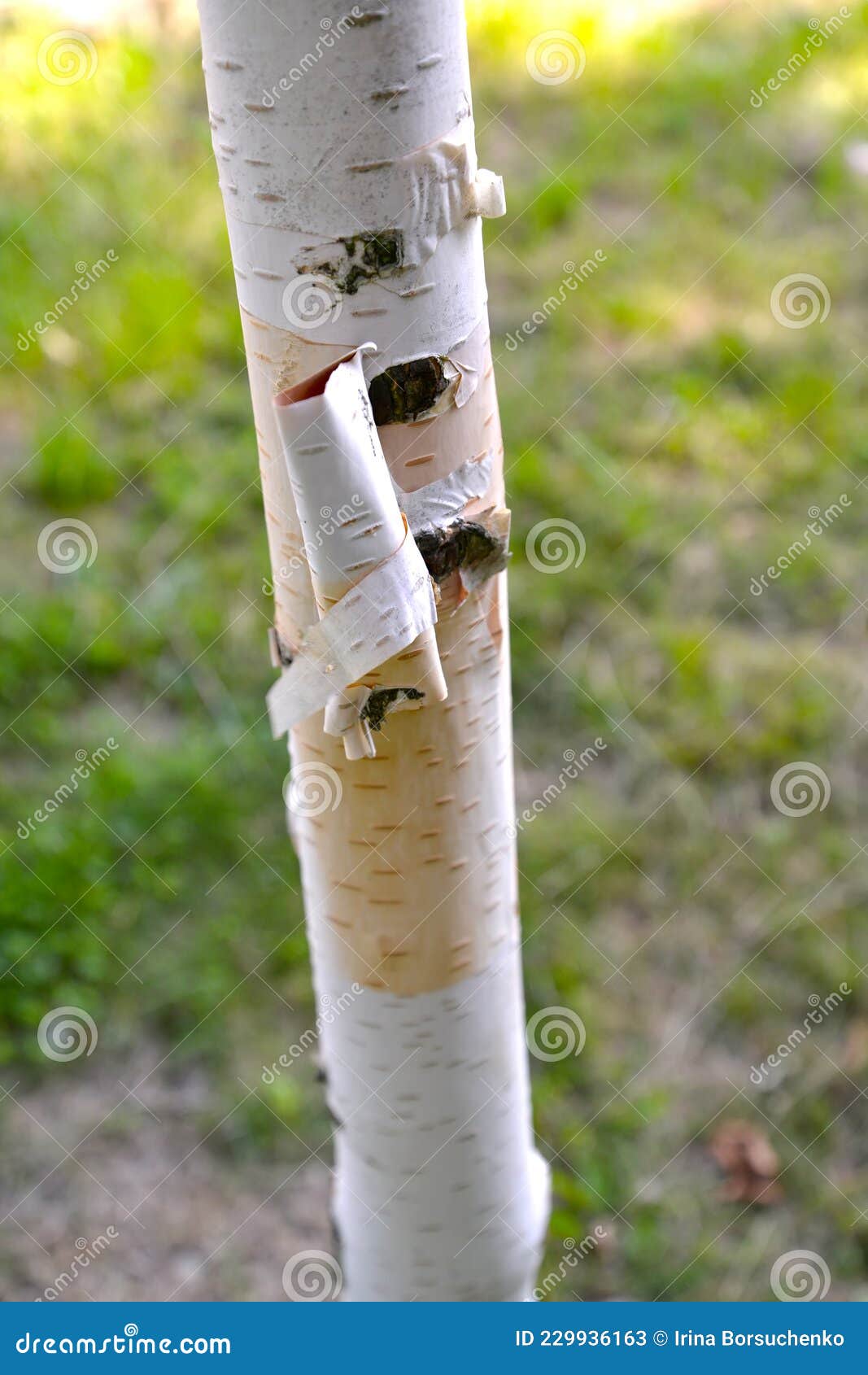 Peeling Bark of Paper Birch Betula Papyrifera Marshall Stock Image ...