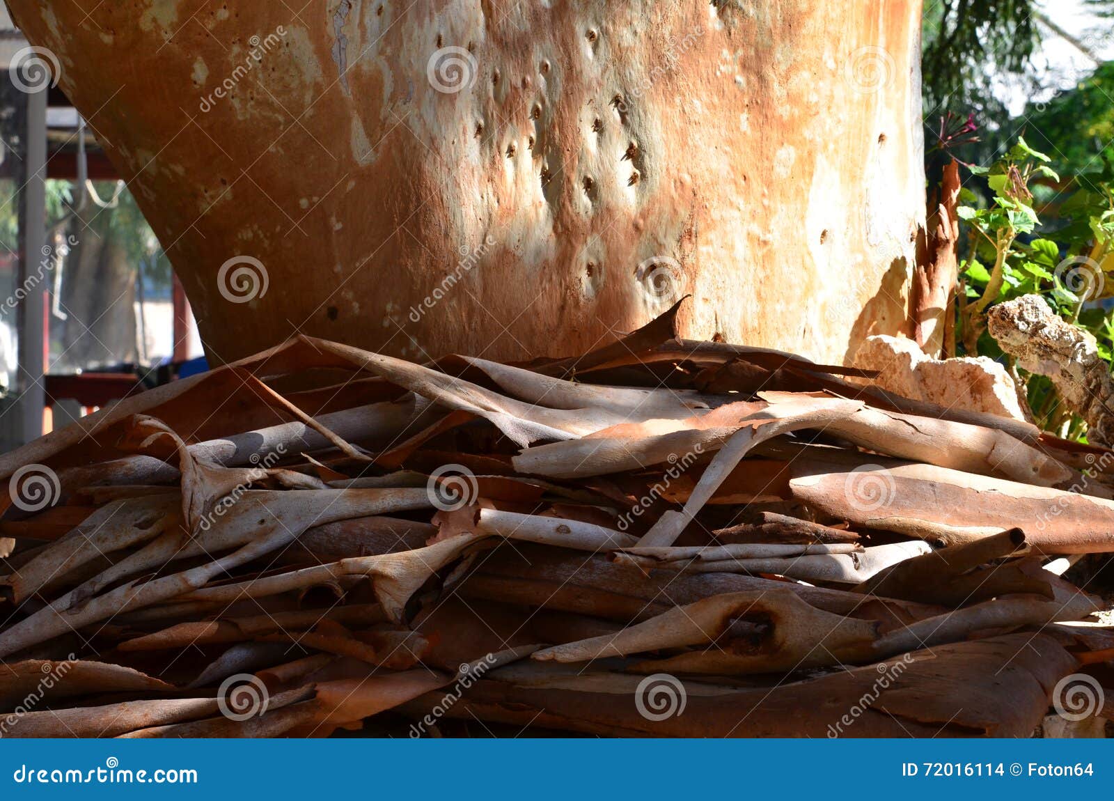 Peeled Eucalyptus Logs Stacked Neatly, Used As Raw Material In Pulp And ...