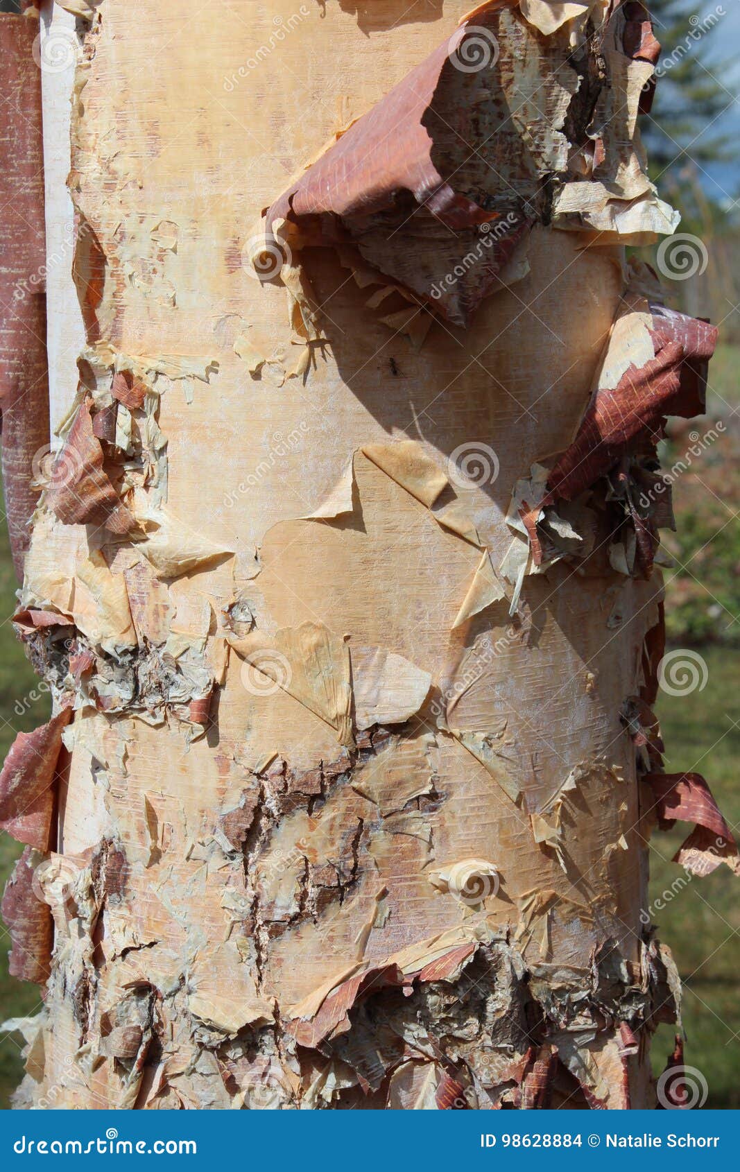 Peeling Bark Texture Background Stock Photo - Image of photograph ...