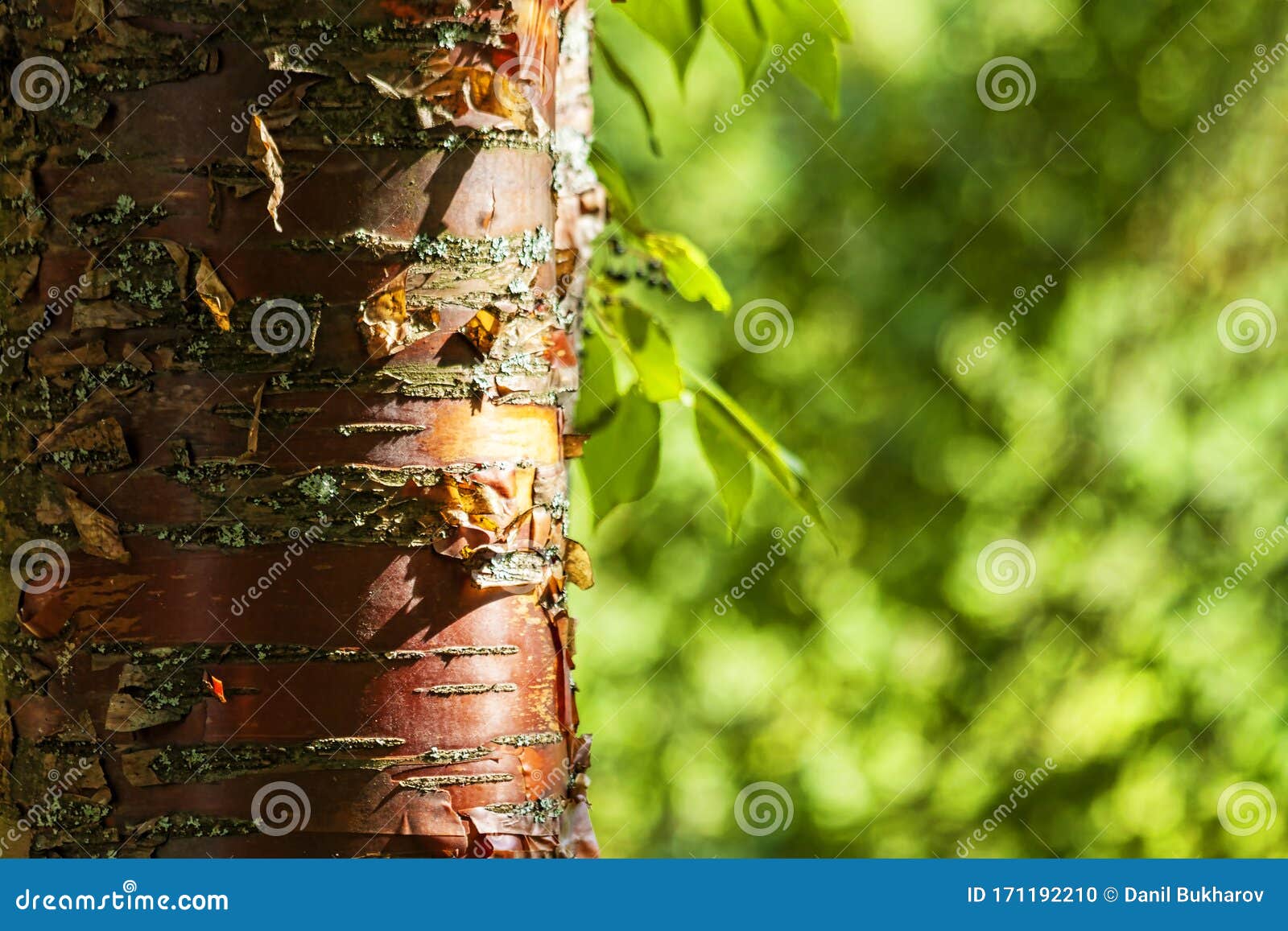Peeling bark tree stock photo. Image of nature, tree - 171192210