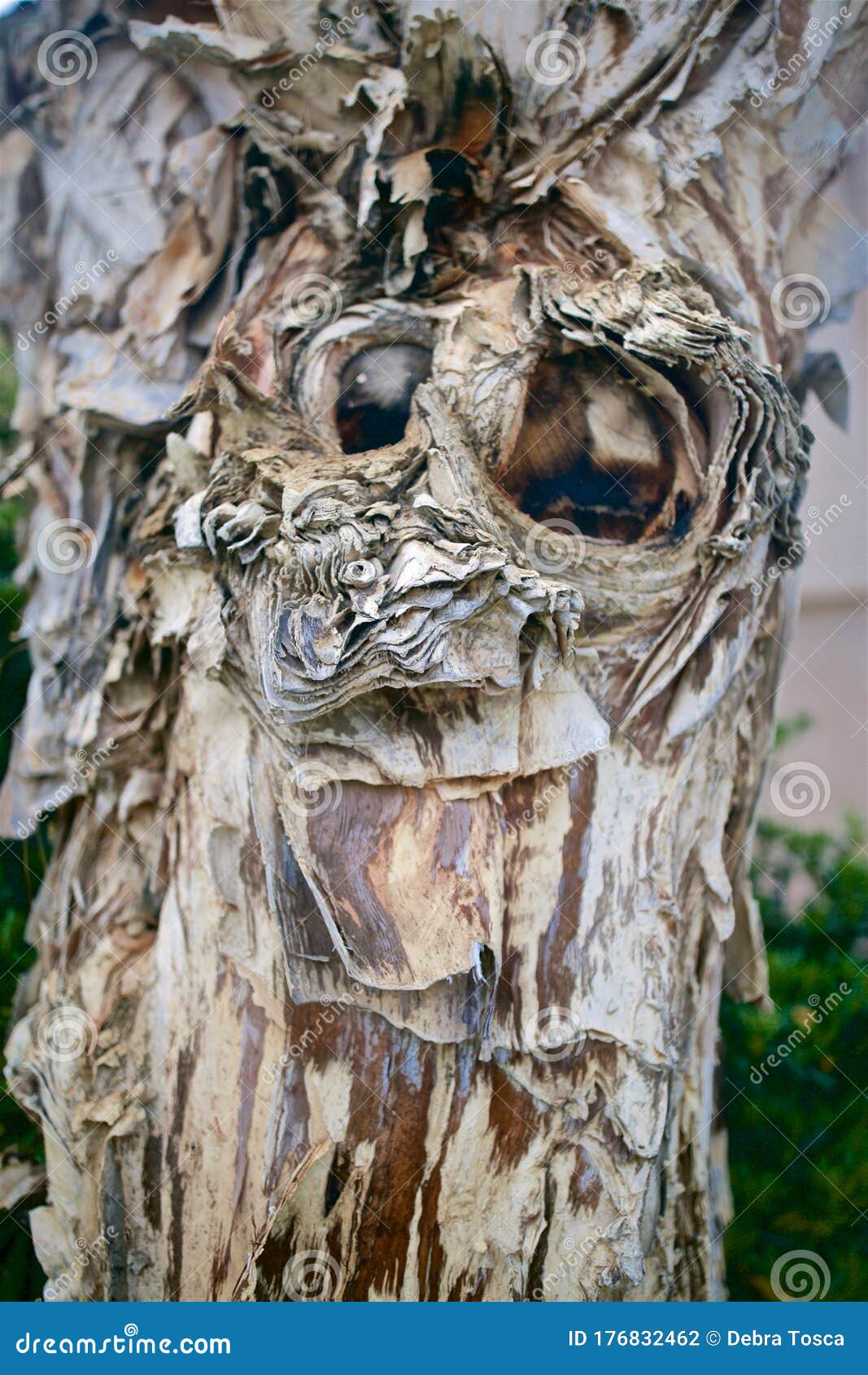 Eucalyptus tree bark face stock photo. Image of replicate - 176832462