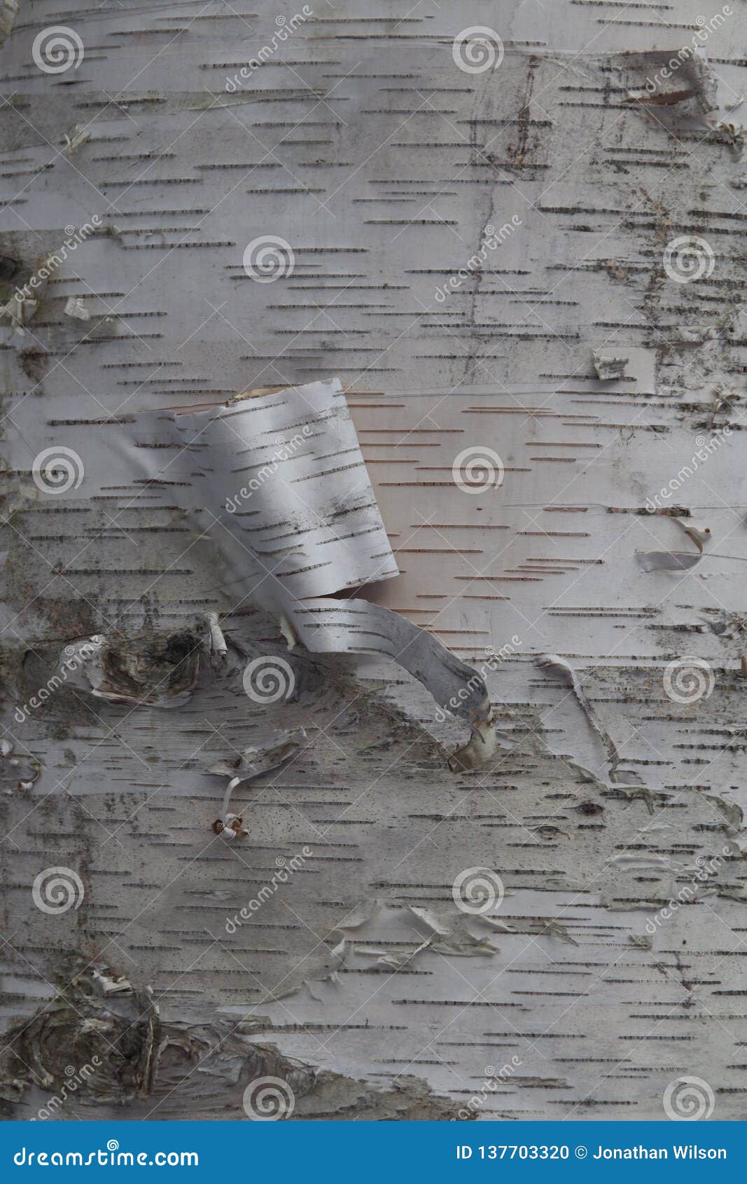 Peeling birch bark stock photo. Image of paper, texture - 137703320