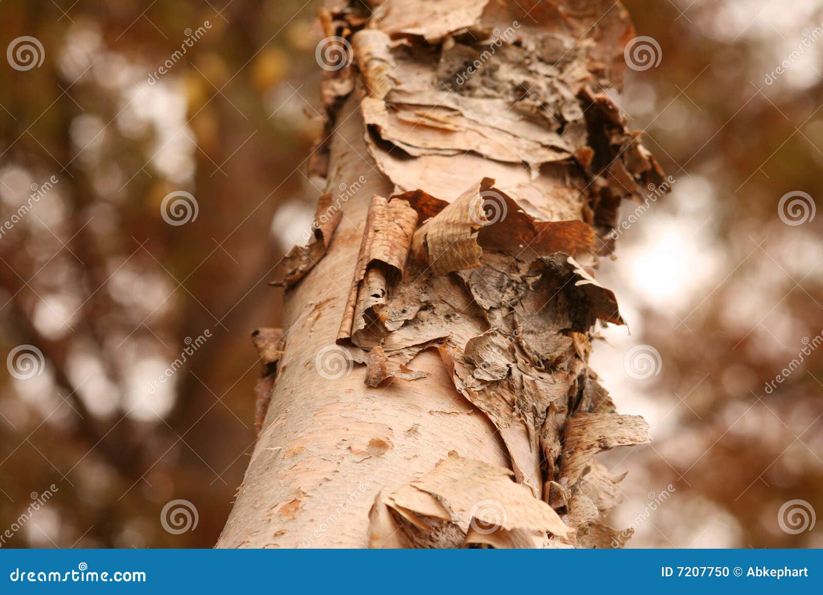 Peeling Birch Tree Bark stock photo. Image of wood, bark - 7207750