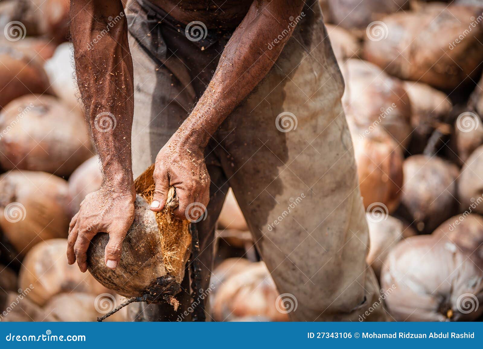 Peeling Coconut stock photo. Image of people, industry - 27343106