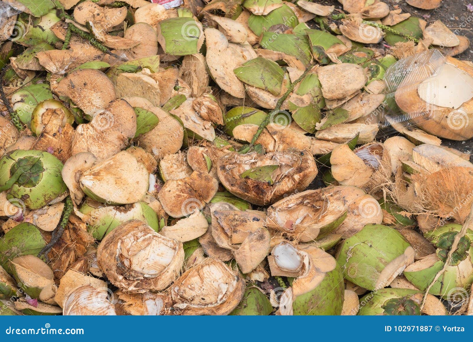 Peeling coconut shell stock image. Image of meal, cuisine - 102971887