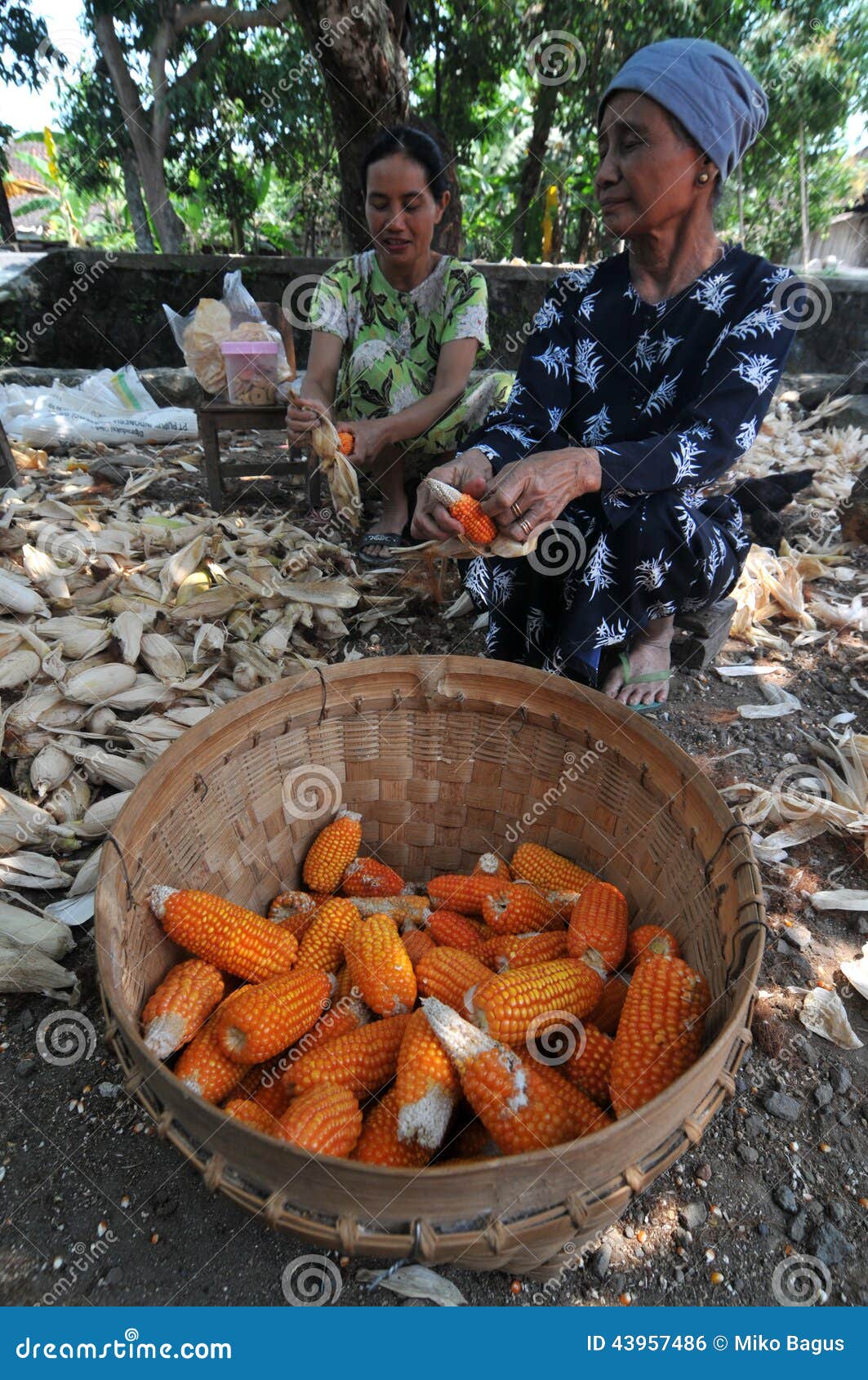 Peeling a Corn editorial photo. Image of market, corn - 43957486