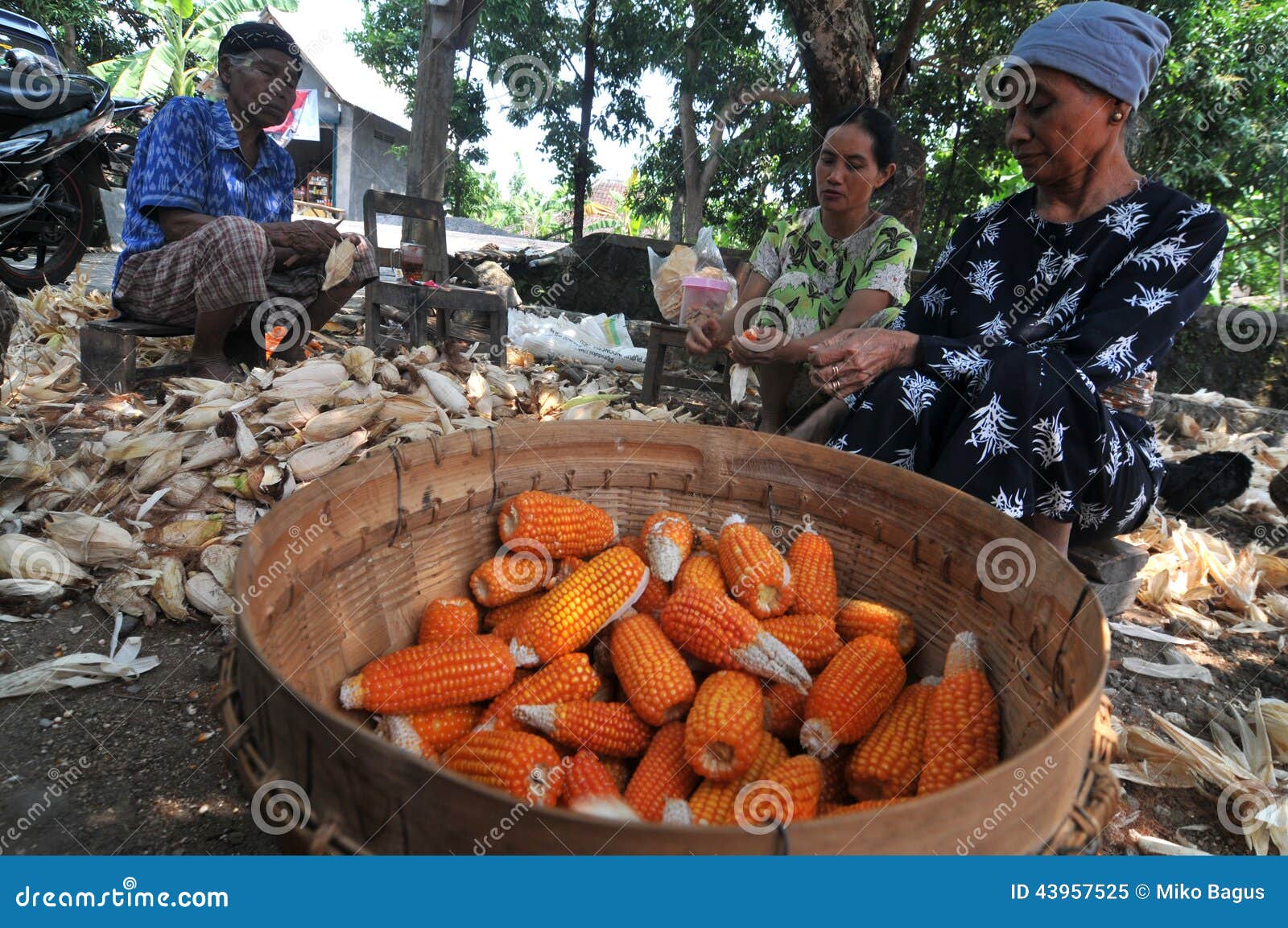 Peeling a Corn editorial image. Image of woman, reservoir - 43957525