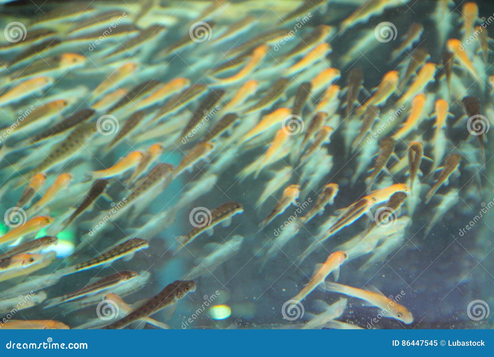 Peeling fish in aquarium stock image. Image of procedure - 86447545