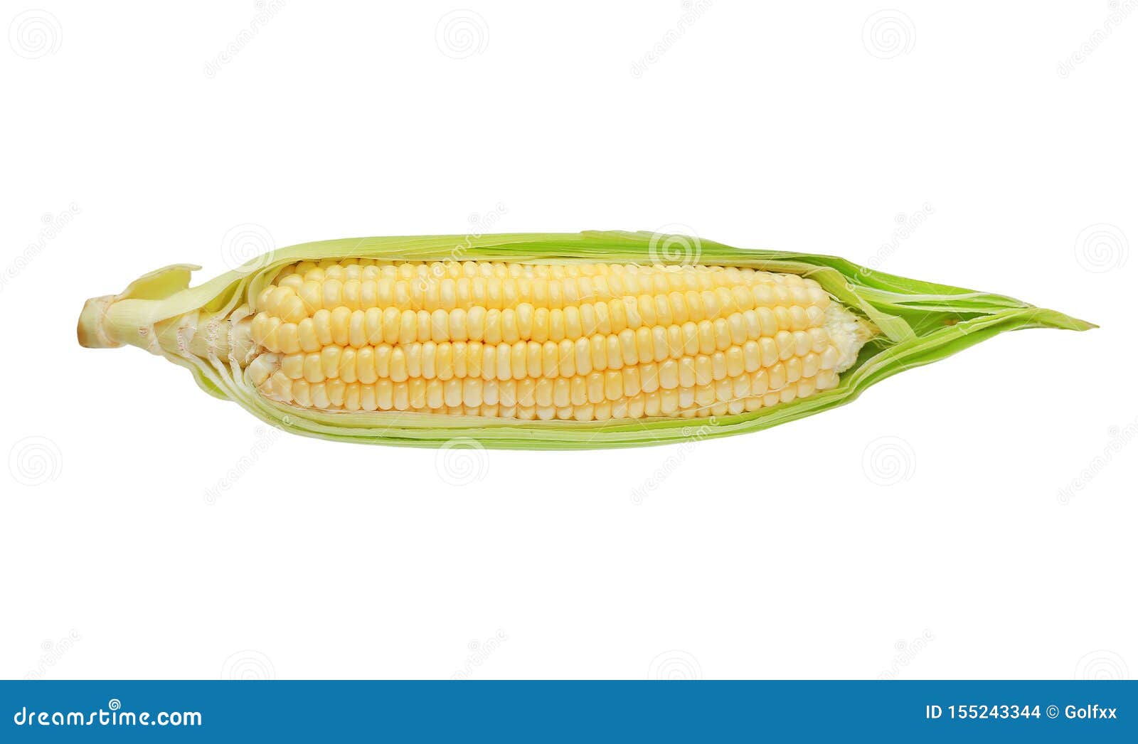 Corn Cob In Organic Corn Field. Maize Plants Stock Image ...