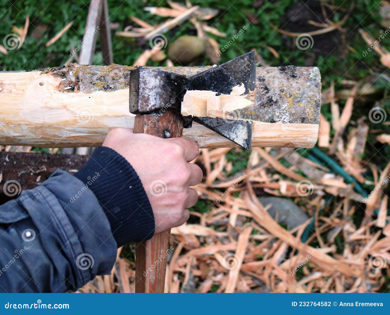 Peeling Off the Bark from a Fresh Ash Trunk Stock Photo - Image of ...
