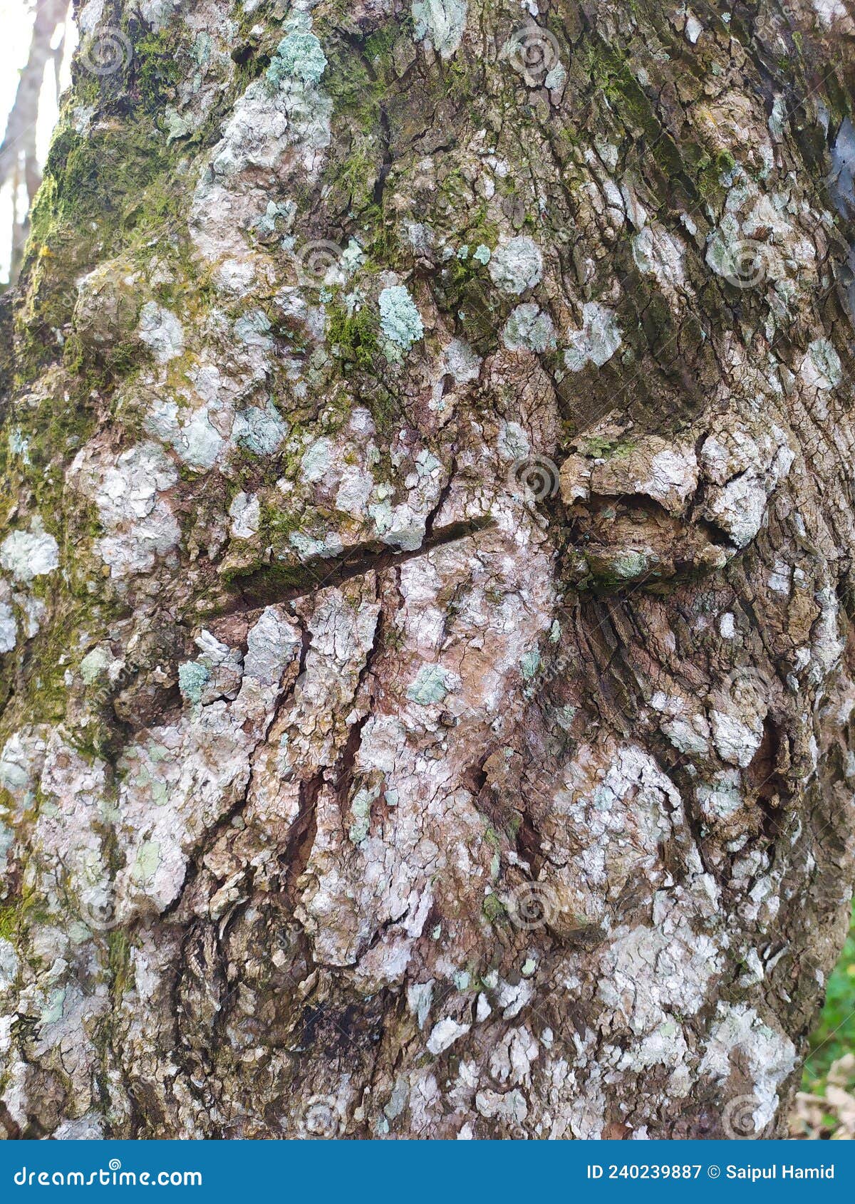 Peeling rubber tree bark stock image. Image of autumn - 240239887