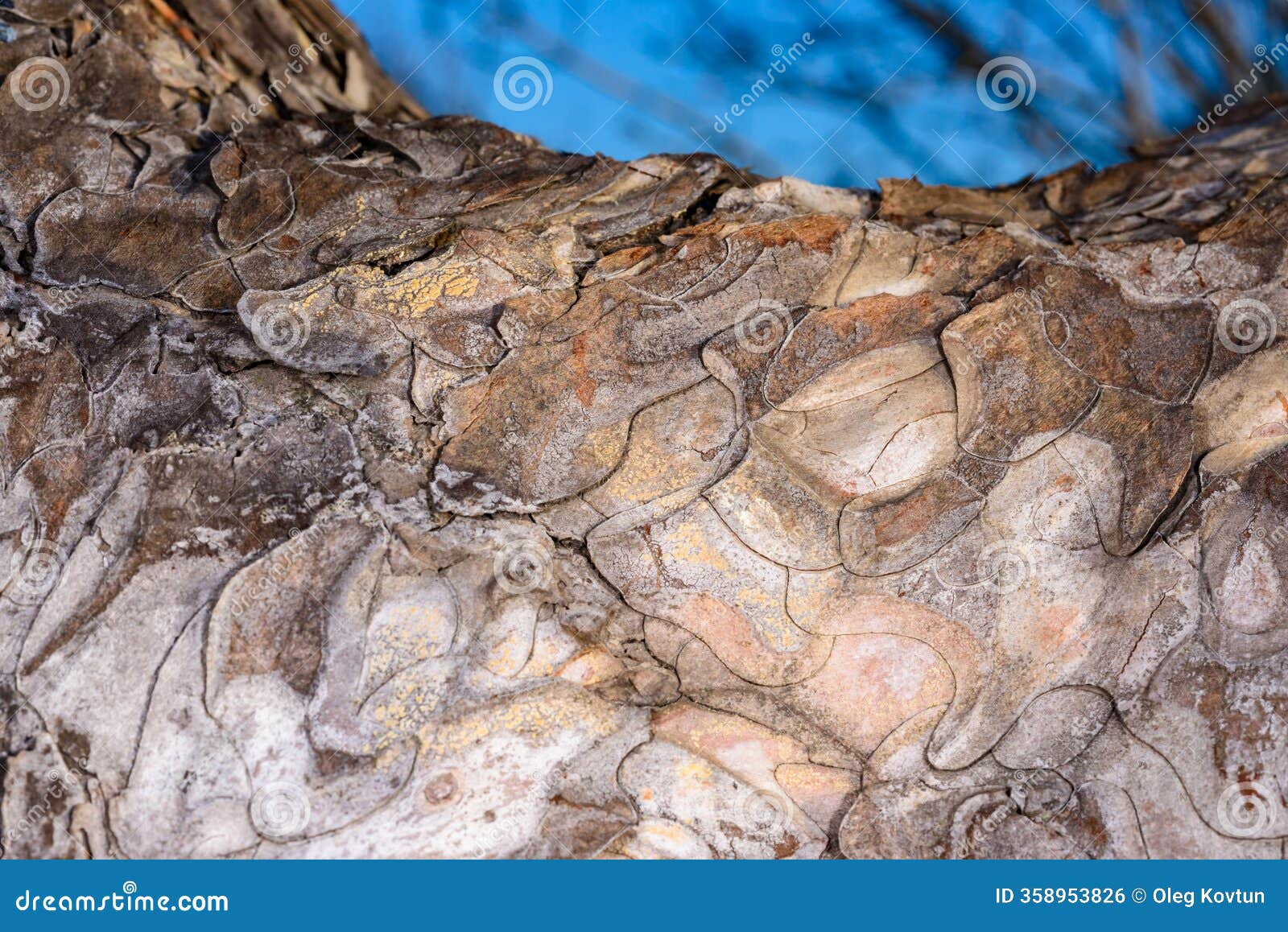 Peeling Scale-like Thin Layers on Pine Bark, Tree Growth Stock Photo ...