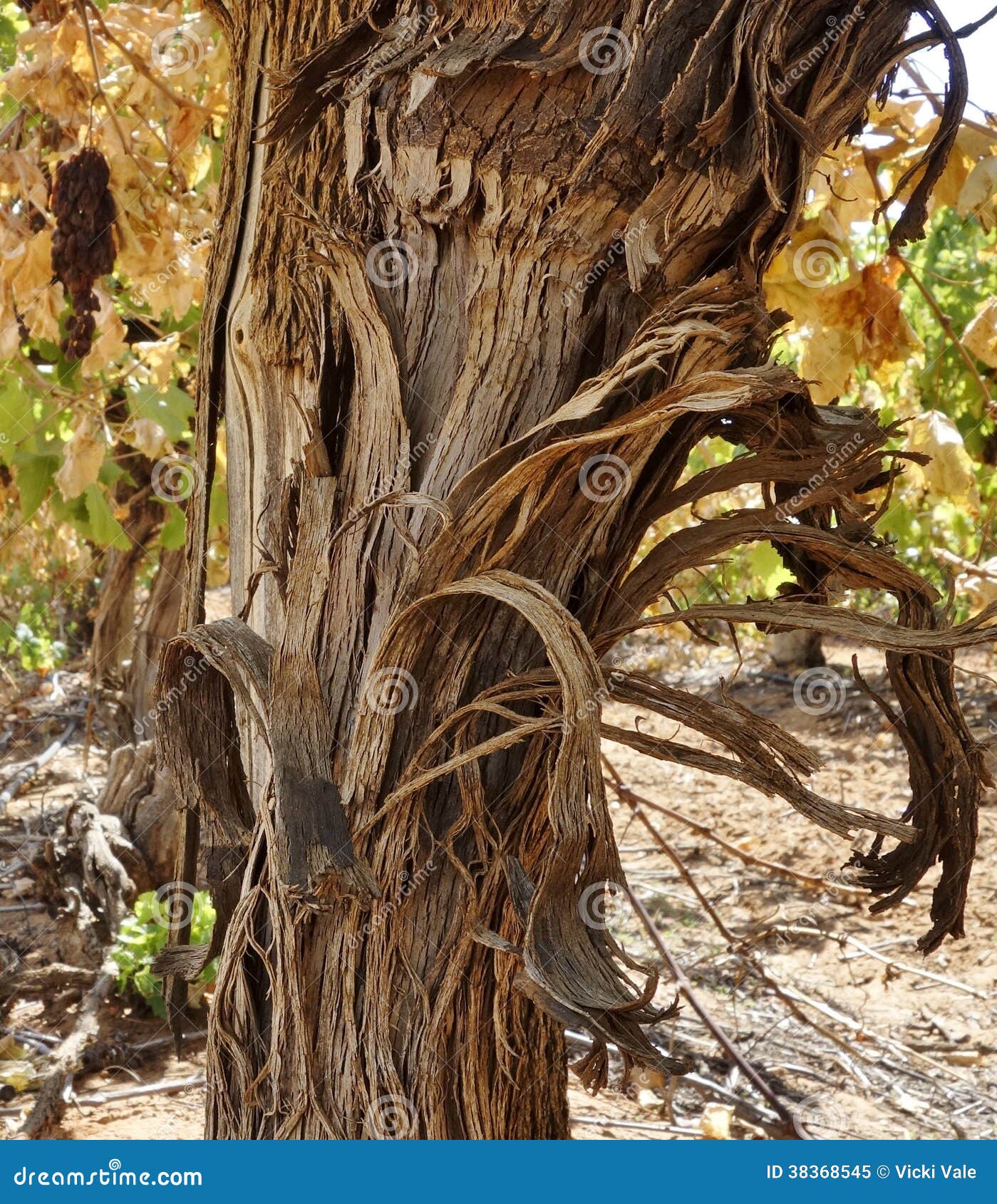 Peeling Strips of Bark. stock image. Image of nature - 38368545