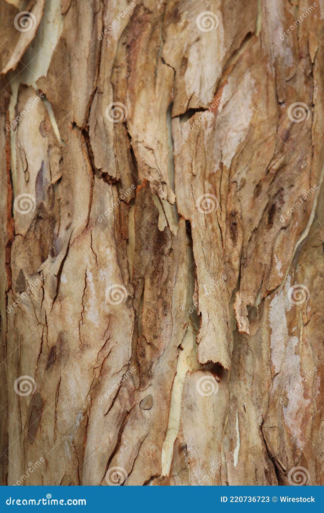 Peeling Tree Bark Background Stock Image - Image of grey, peel: 220736723