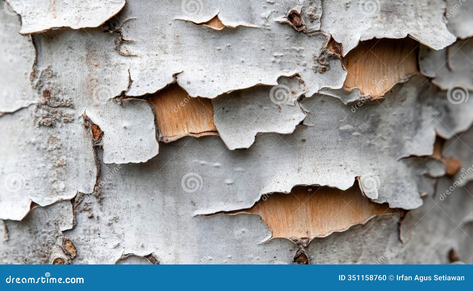 Peeling Tree Bark Texture Close Up Detail Stock Illustration ...