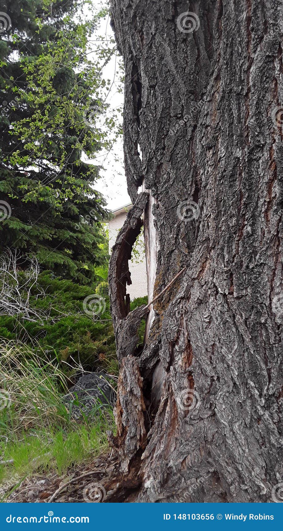 Peeling tree stock photo. Image of nature, bark, landscape - 148103656