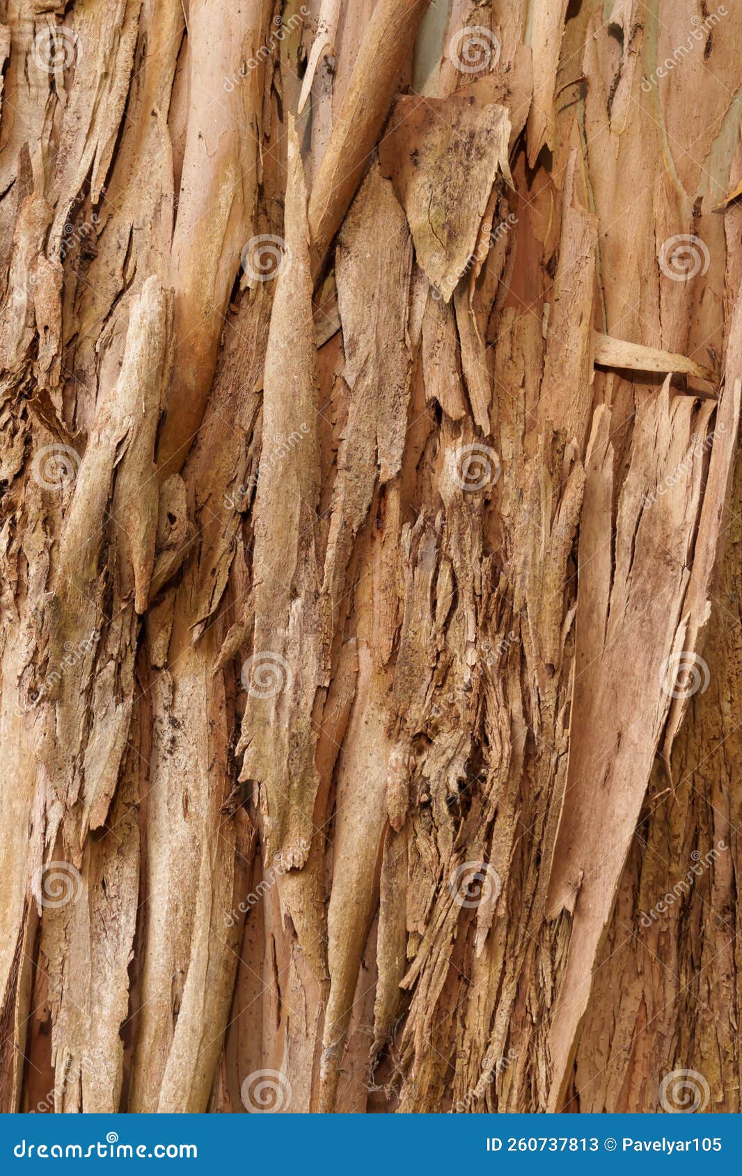 Peeling Trunk of a Forest Tree Stock Image - Image of detail, wood ...