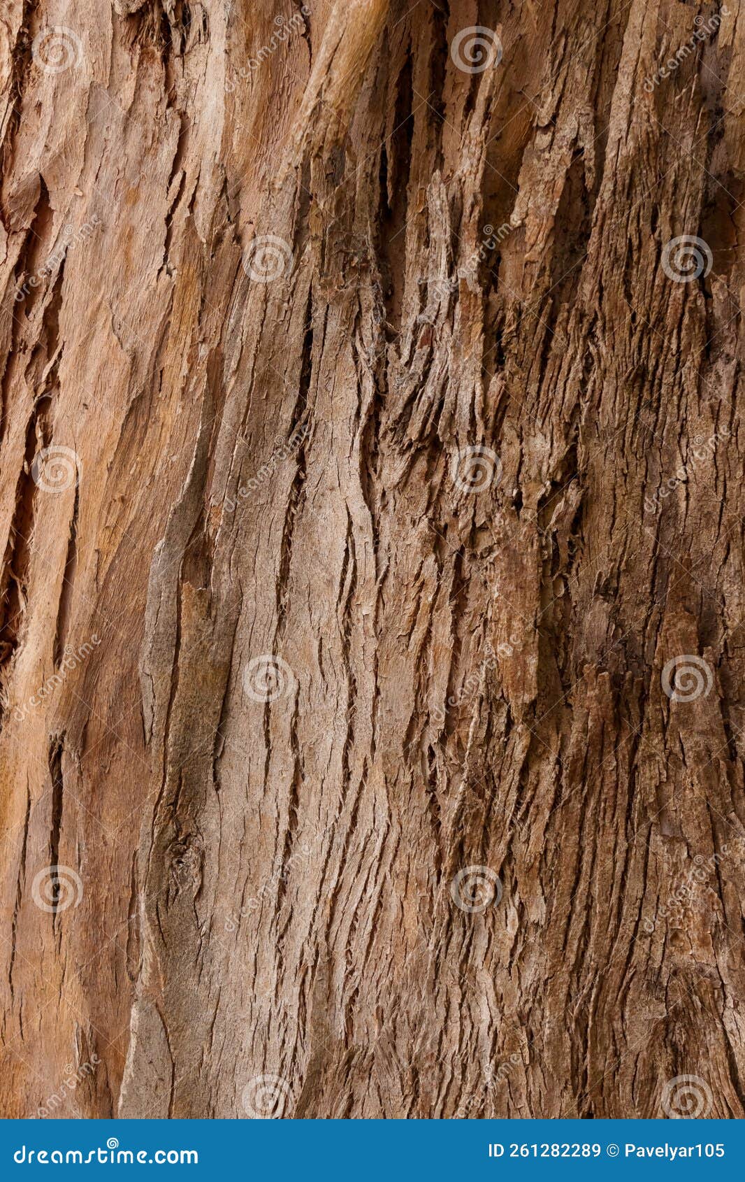 Peeling Trunk of a Forest Tree Stock Image - Image of crack, abstract ...