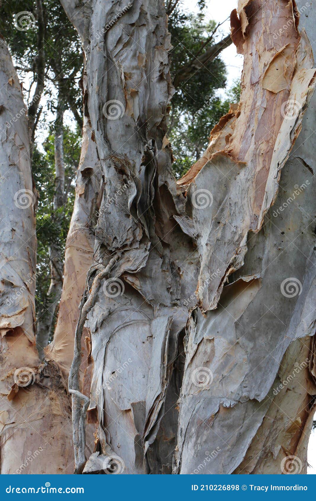 Melaleuca (Paperbark) Trees In Swamp Royalty-Free Stock Photography ...