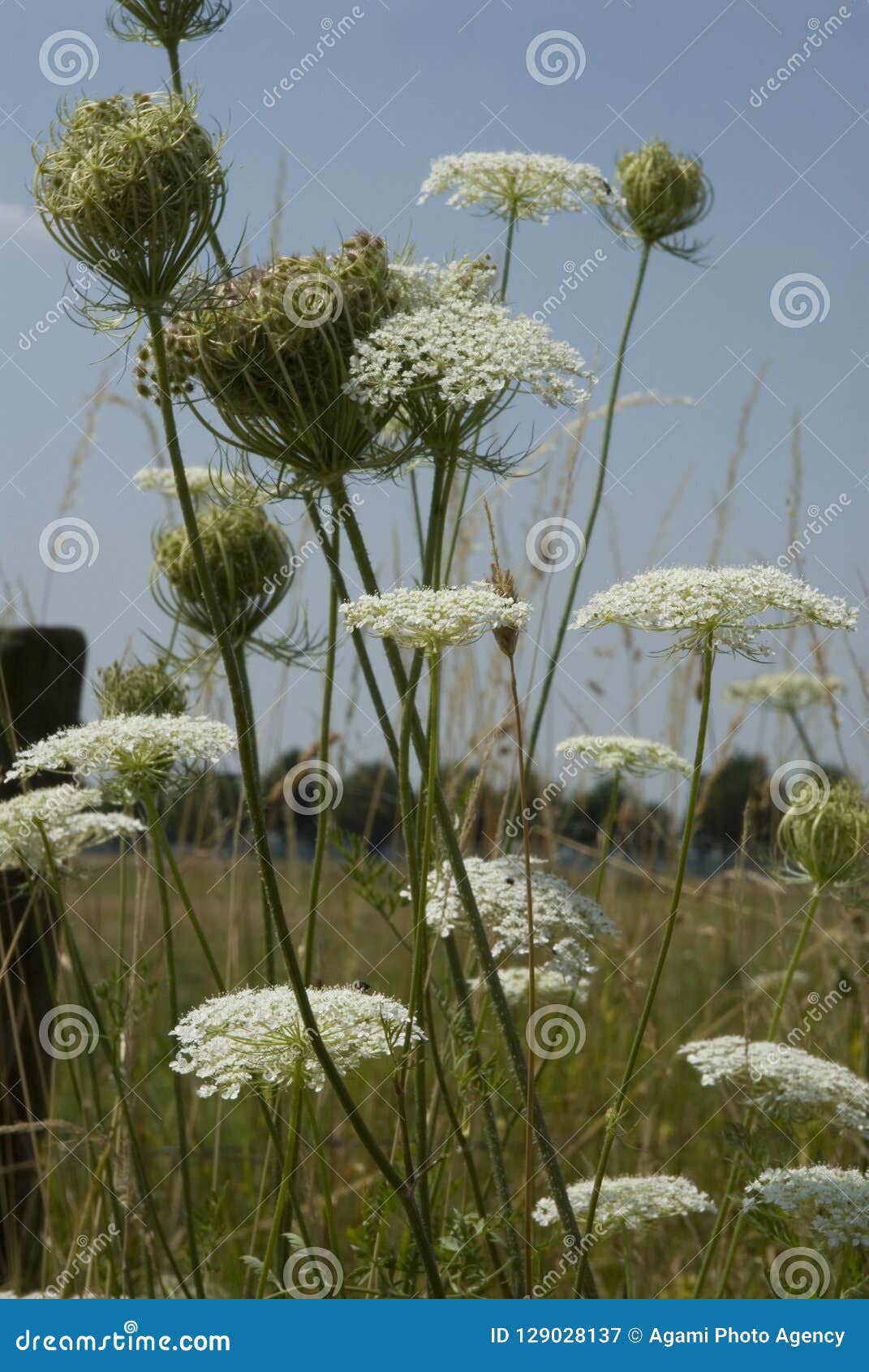 Peen stock image. Image of bloemen, flora, carota, flowers - 129028137