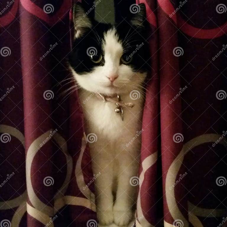 Peep Po - the Sitting Cat stock photo. Image of cute - 46116664