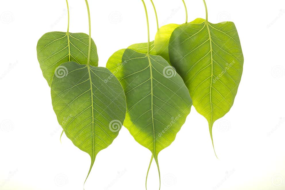 Peepal leaves stock image. Image of flora, life, color - 26074003