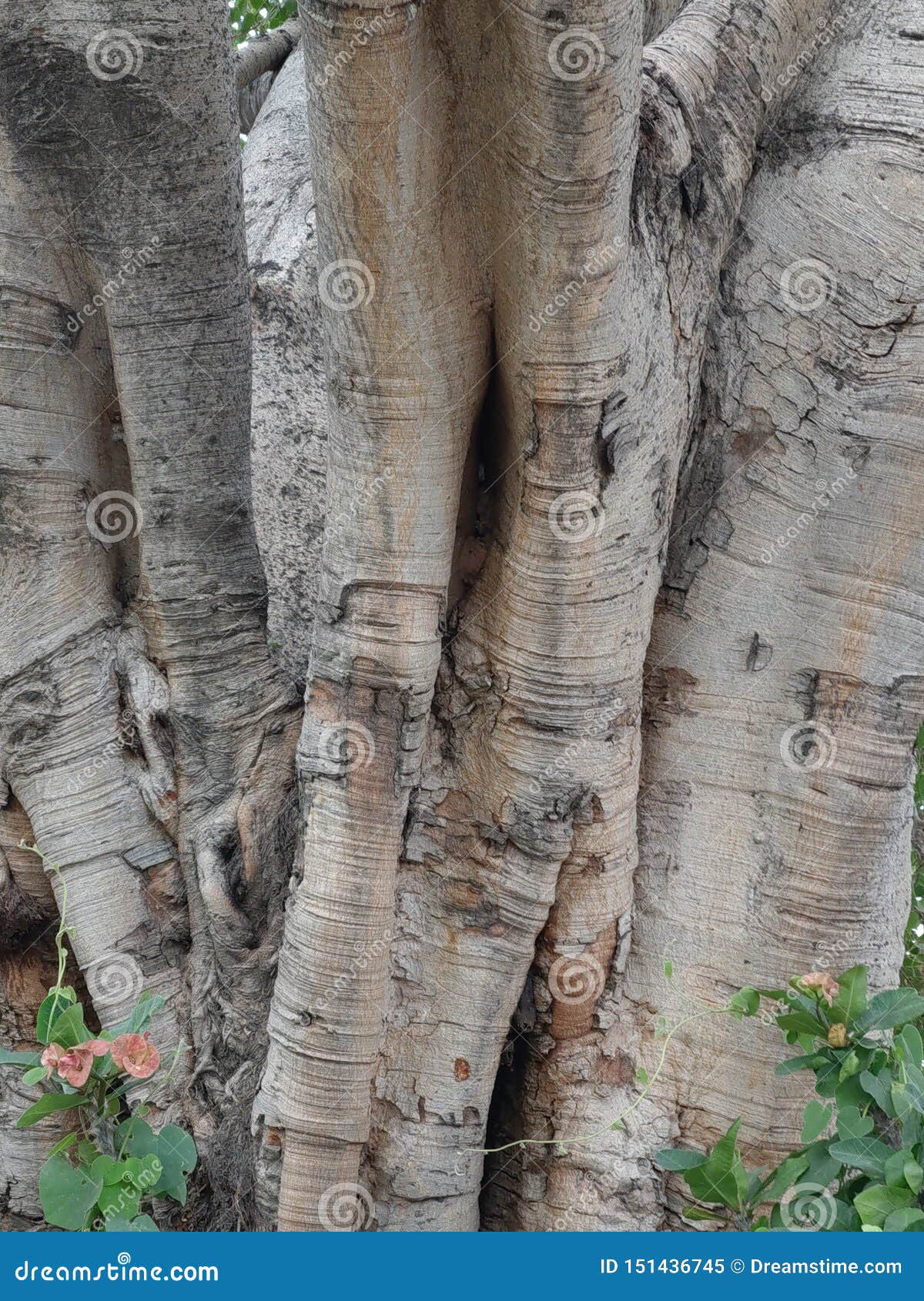 The Peepal tree stock image. Image of holy, tree, peepal - 151436745