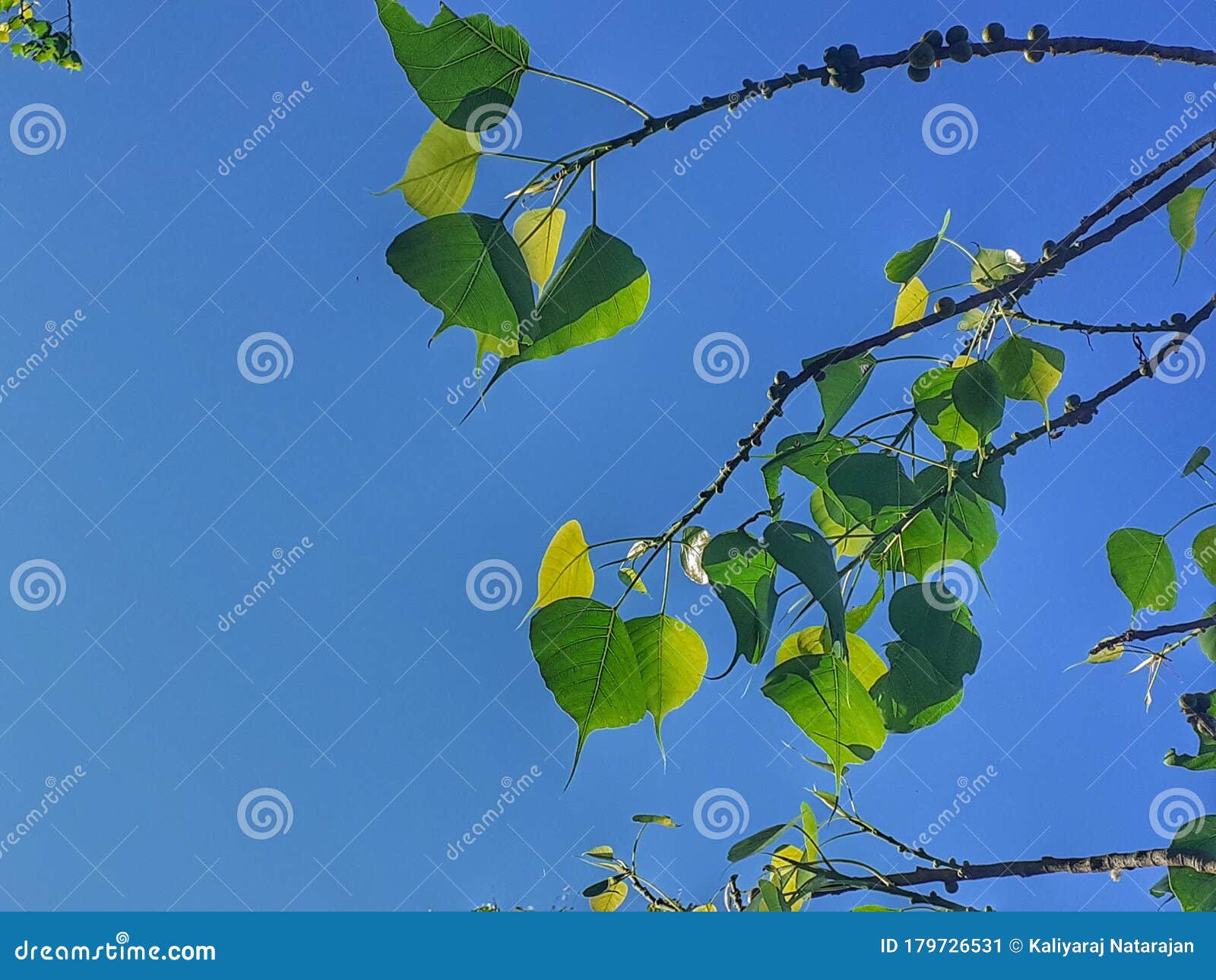Peepal Tree Branches with Leafs in Clear Sky Background . Stock Image ...