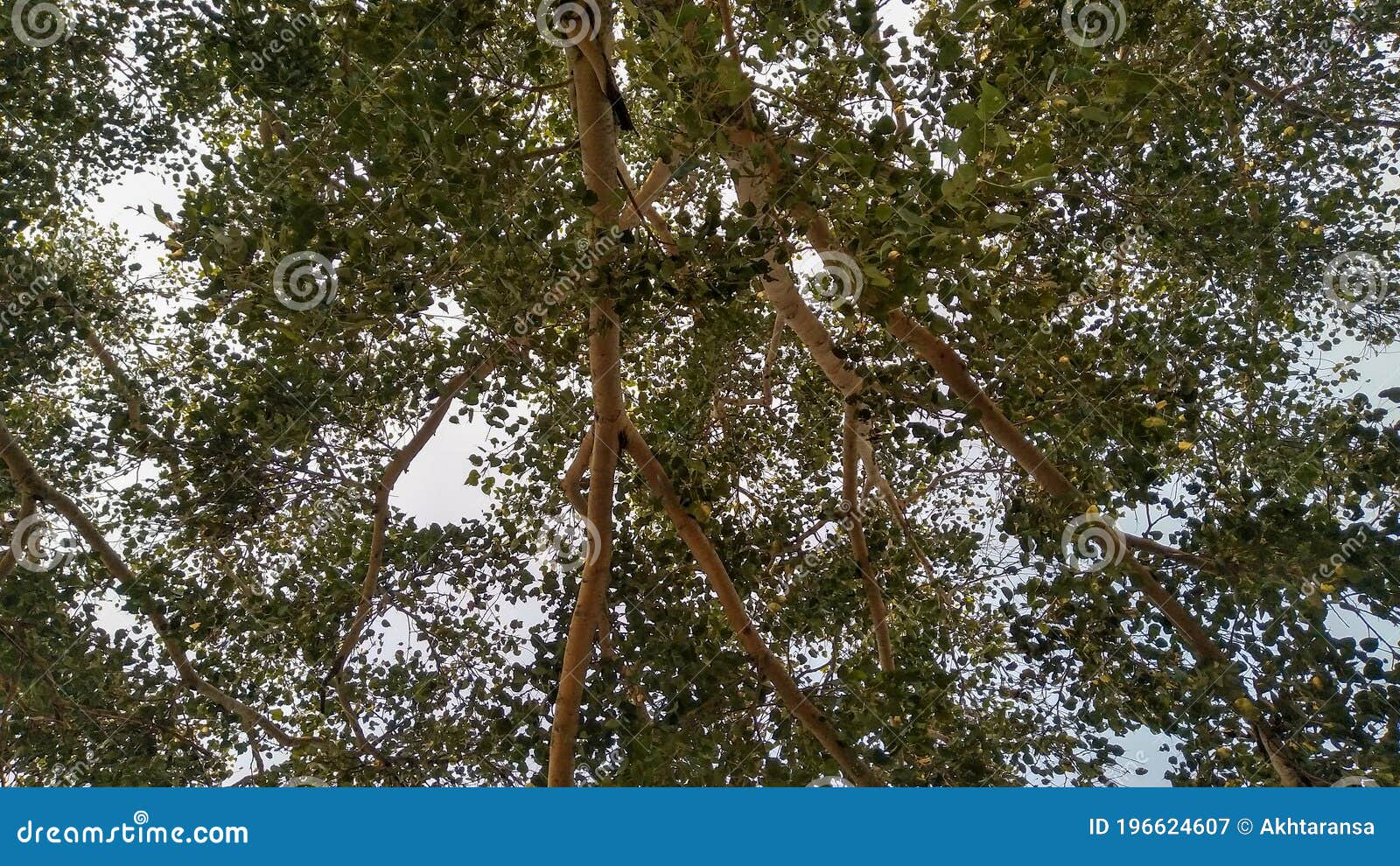 Peepal Tree Cast and Leaves Stock Image - Image of jungle, trunk: 196624607