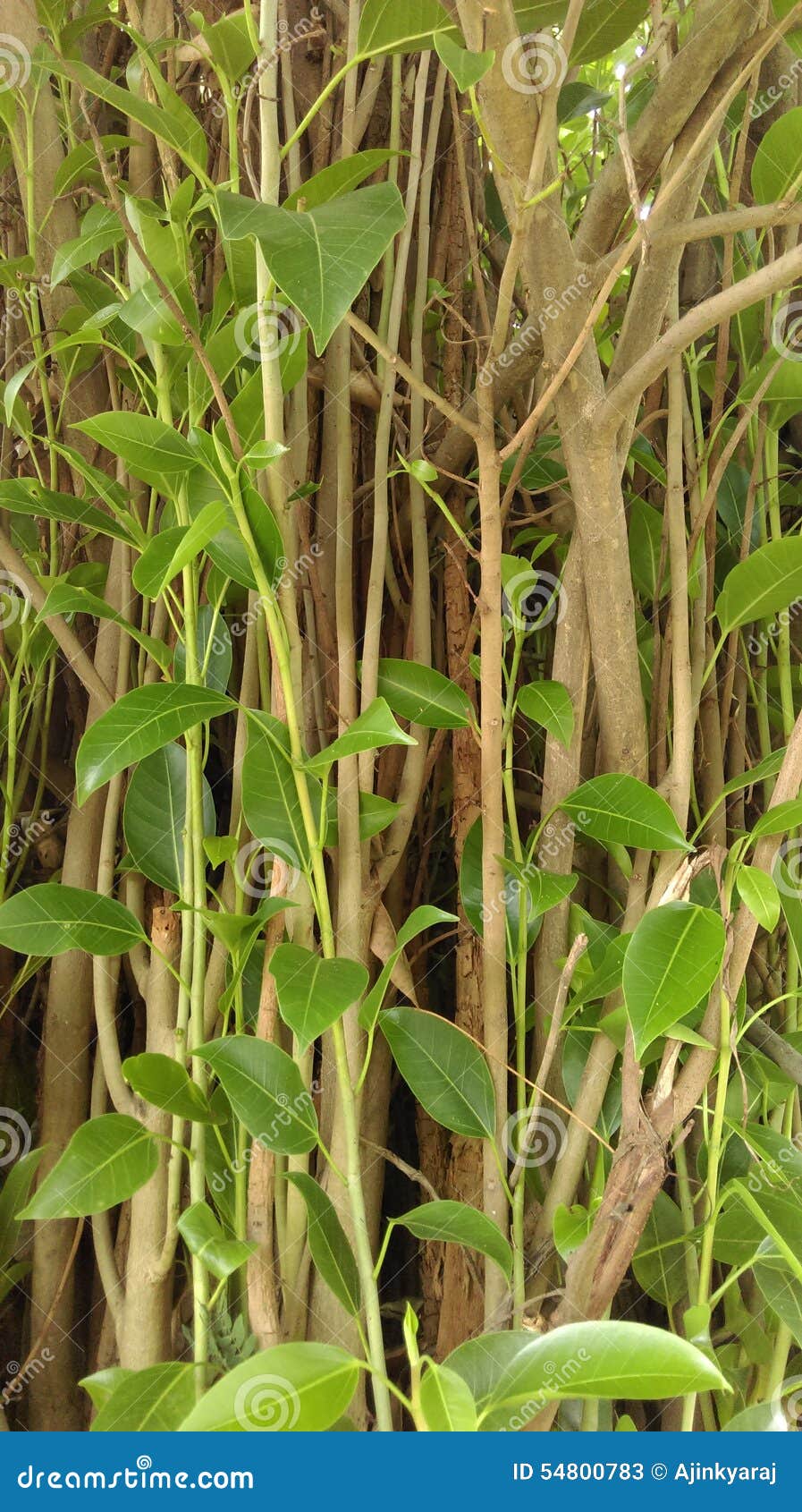 Peepal tree stock image. Image of peepal, green, forest - 54800783