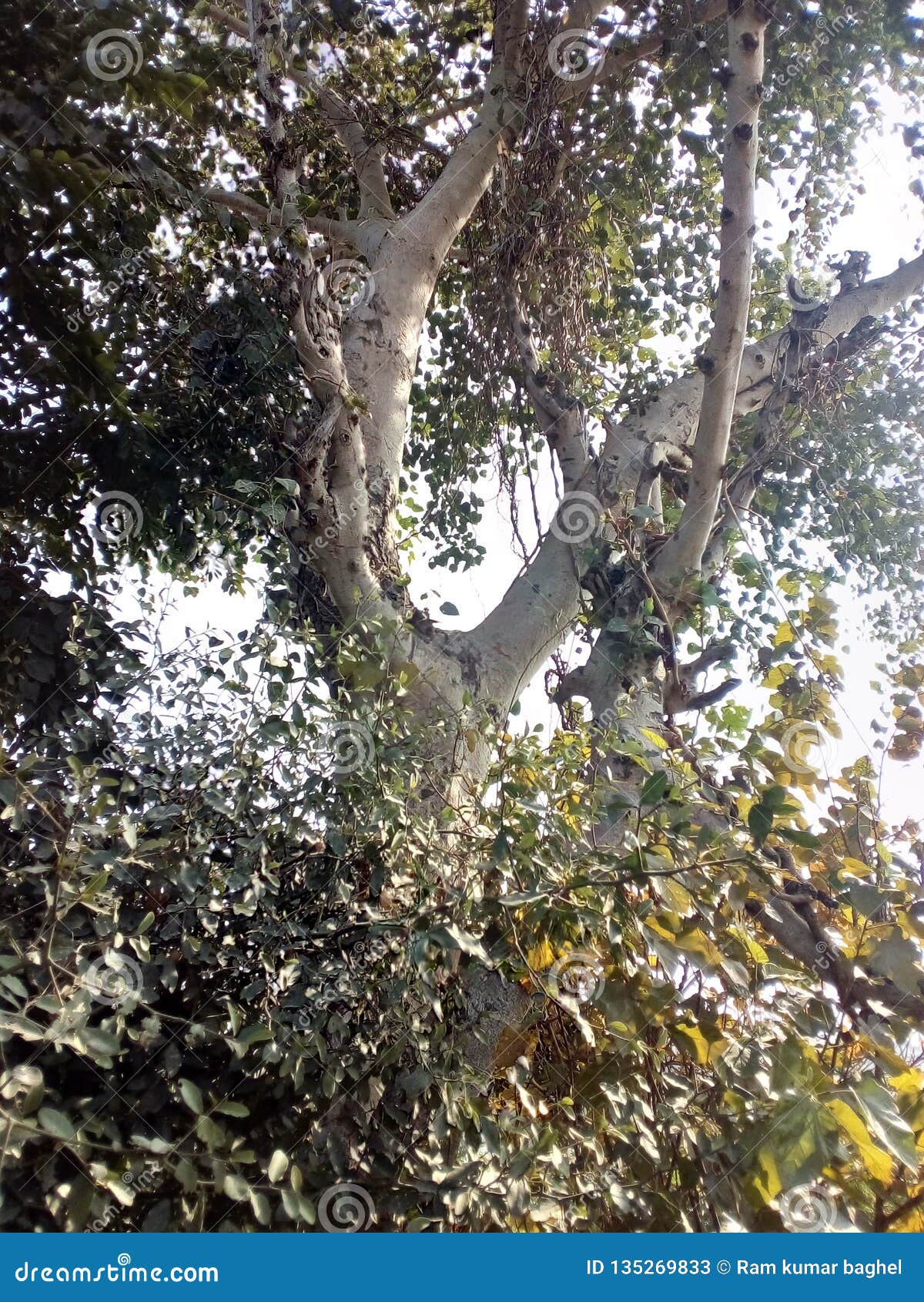 Peepal tree stock image. Image of desine, peepal, leaf - 135269833