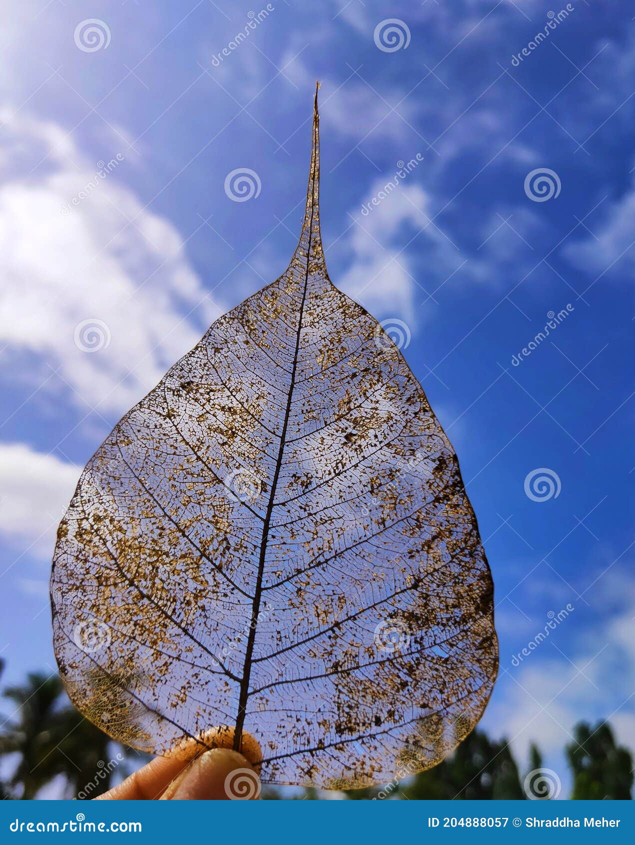 A peepal tree leaf stock image. Image of peepal, tree - 204888057