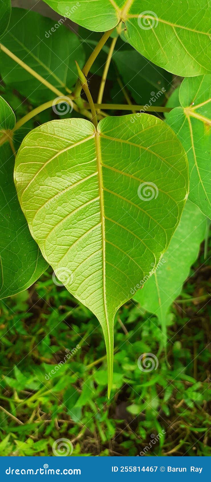 Green Peepal Tree Leave Close Up Sacred Fig Leave Bodhi Tree Leave ...