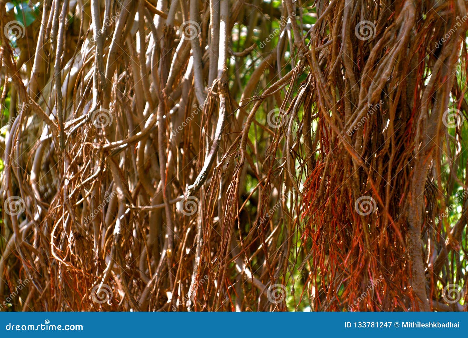 Old Root Of Peepal Tree Inside Walls Stock Photo | CartoonDealer.com ...