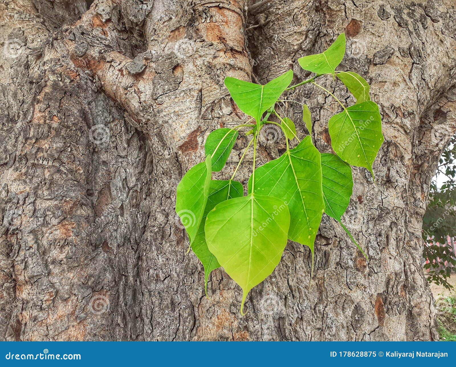 Peepal Tree with Tender Leafs Very Beautiful Stock Image - Image of ...