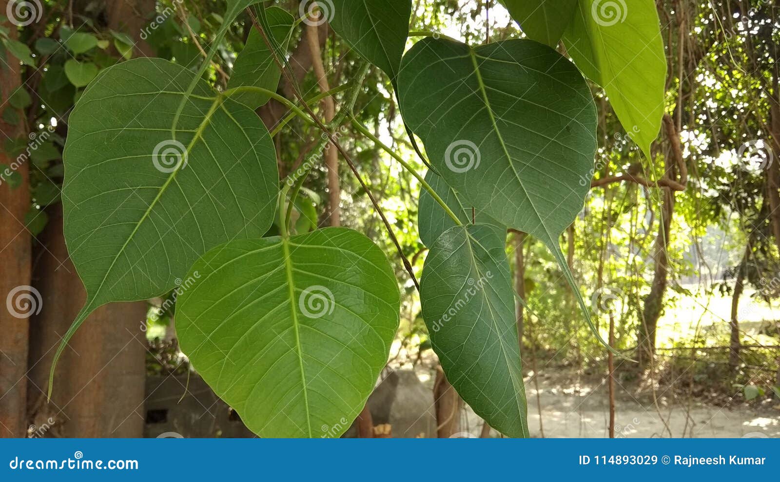 This is peepal tree leaf. stock image. Image of flower - 114893029
