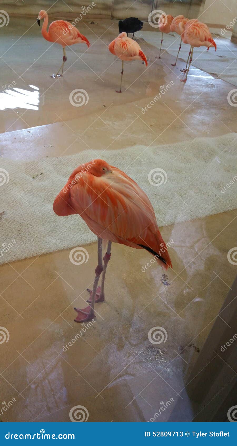 Peeping Flamingo stock image. Image of peeking, flamingo - 52809713