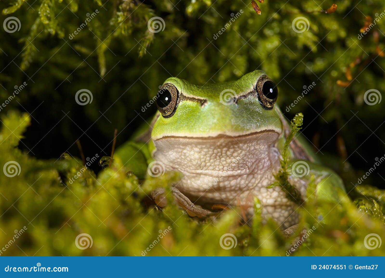 Peeping frog stock image. Image of isolated, detail, environment - 24074551