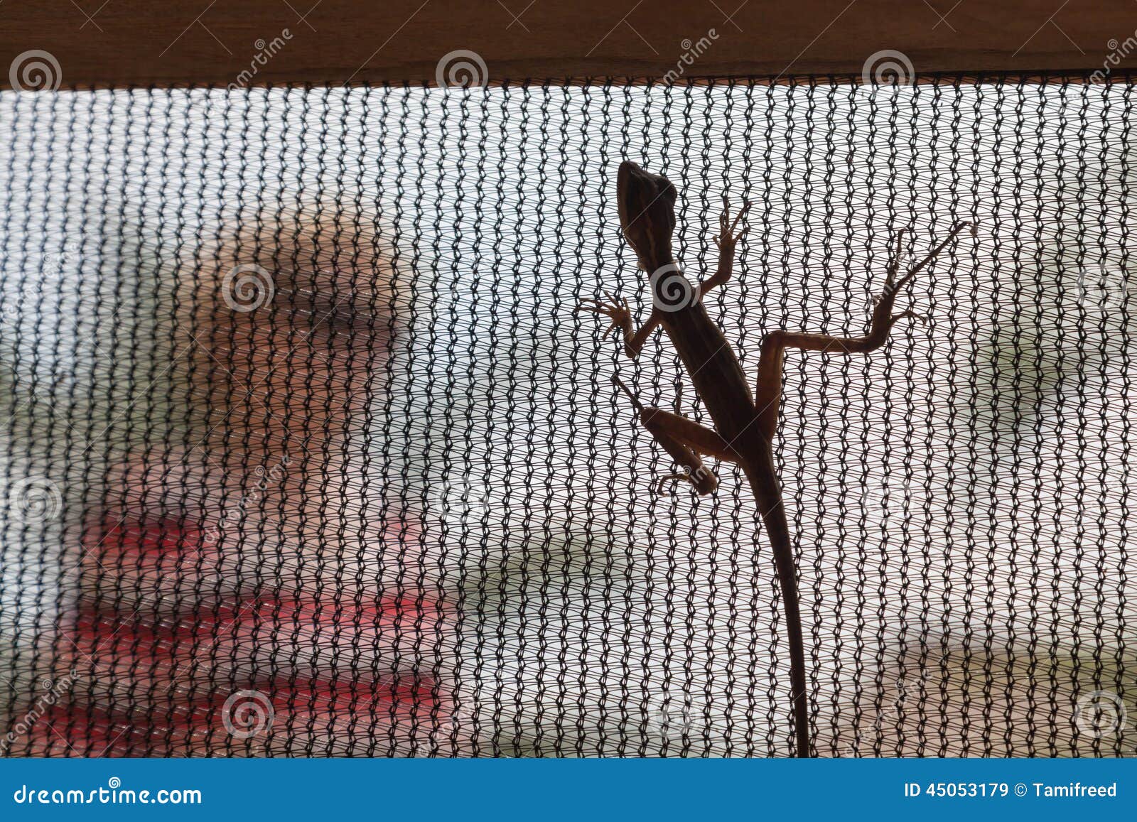 Peeping Lizard stock image. Image of shadow, creepy, hang - 45053179